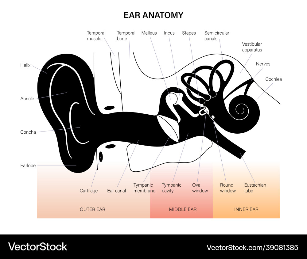 How To Draw The Ear Diagram