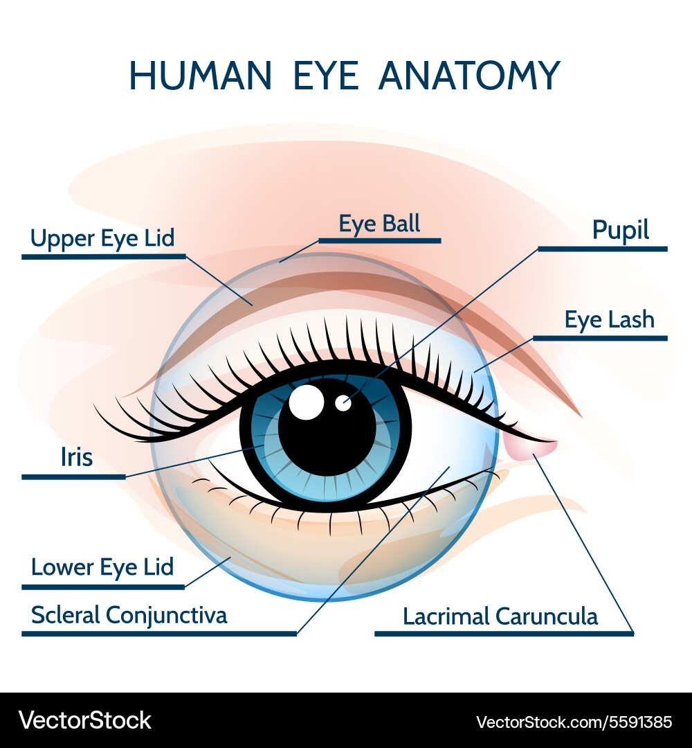 Human eye anatomy Royalty Free Vector Image - VectorStock