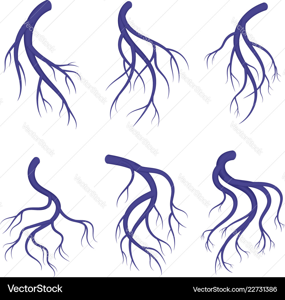 Realistic Human Veins - Blood Vessels Royalty Free Vector