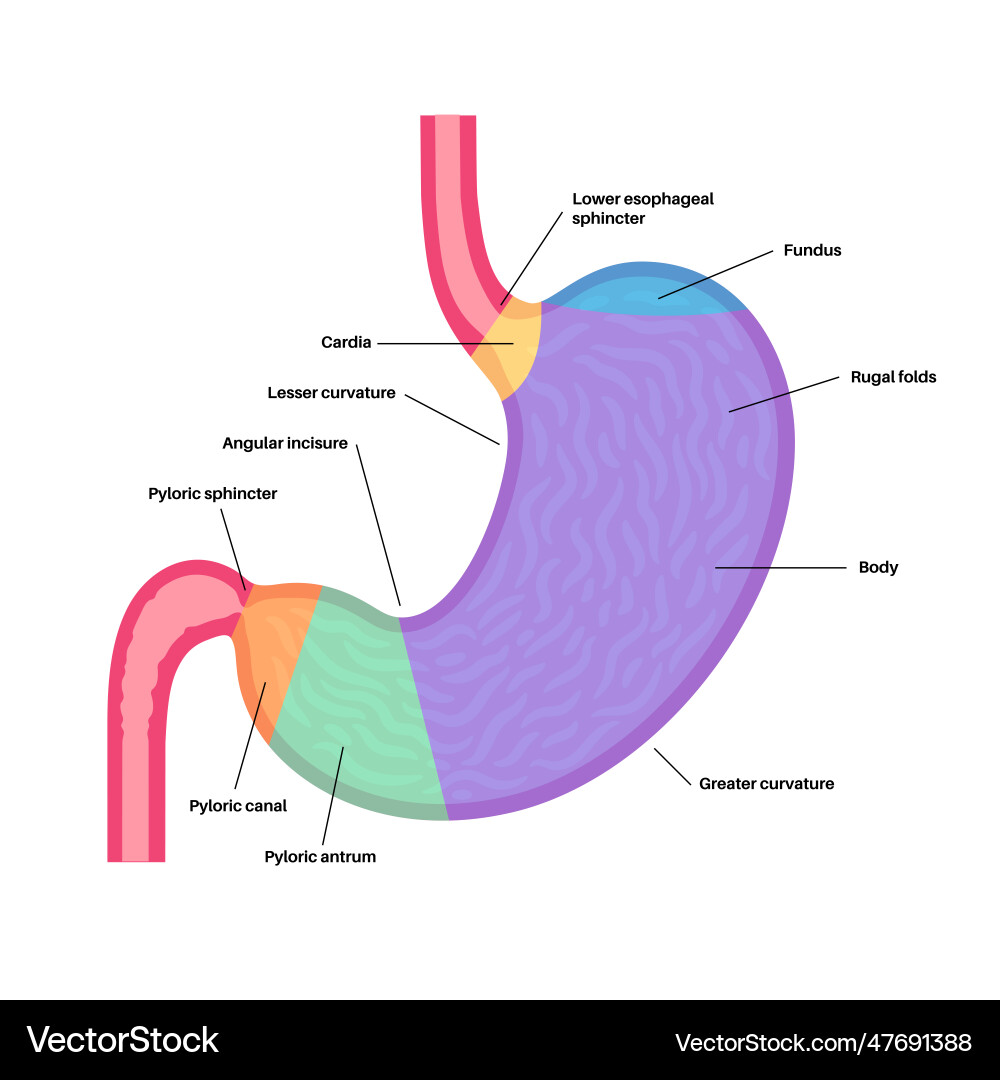 Stomach Anatomy Diagram Royalty Free Vector Image