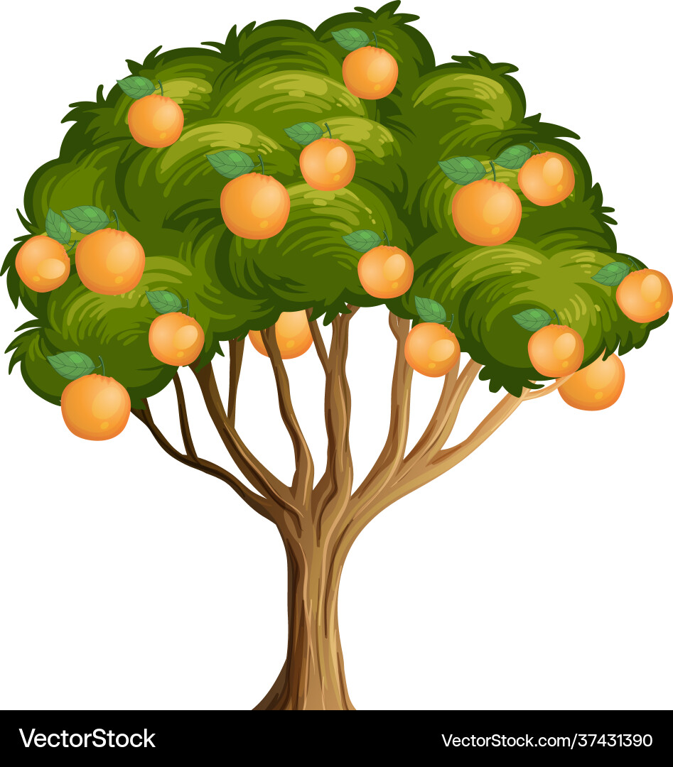 Orange tree isolated on white background Vector Image