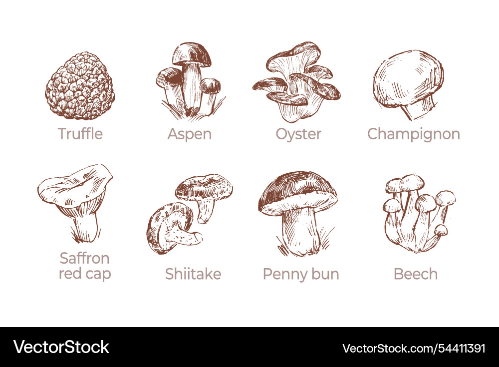 Mushrooms sketch drawings set Royalty Free Vector Image