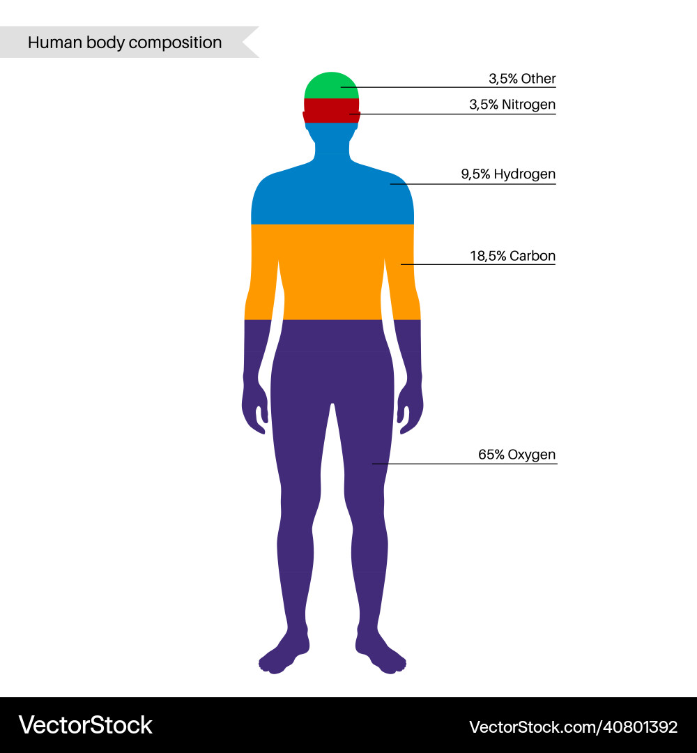 Human Body Composition Chart Royalty Free Vector Image