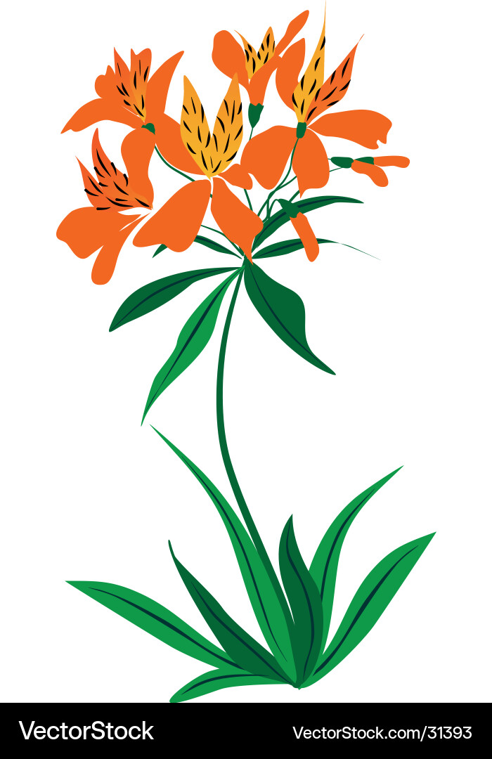 Flower Royalty Free Vector Image - VectorStock