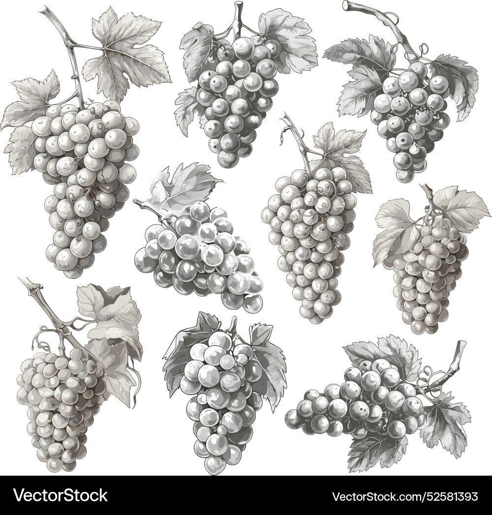 Grape branch fruit wine sketch drawing engraving Vector Image