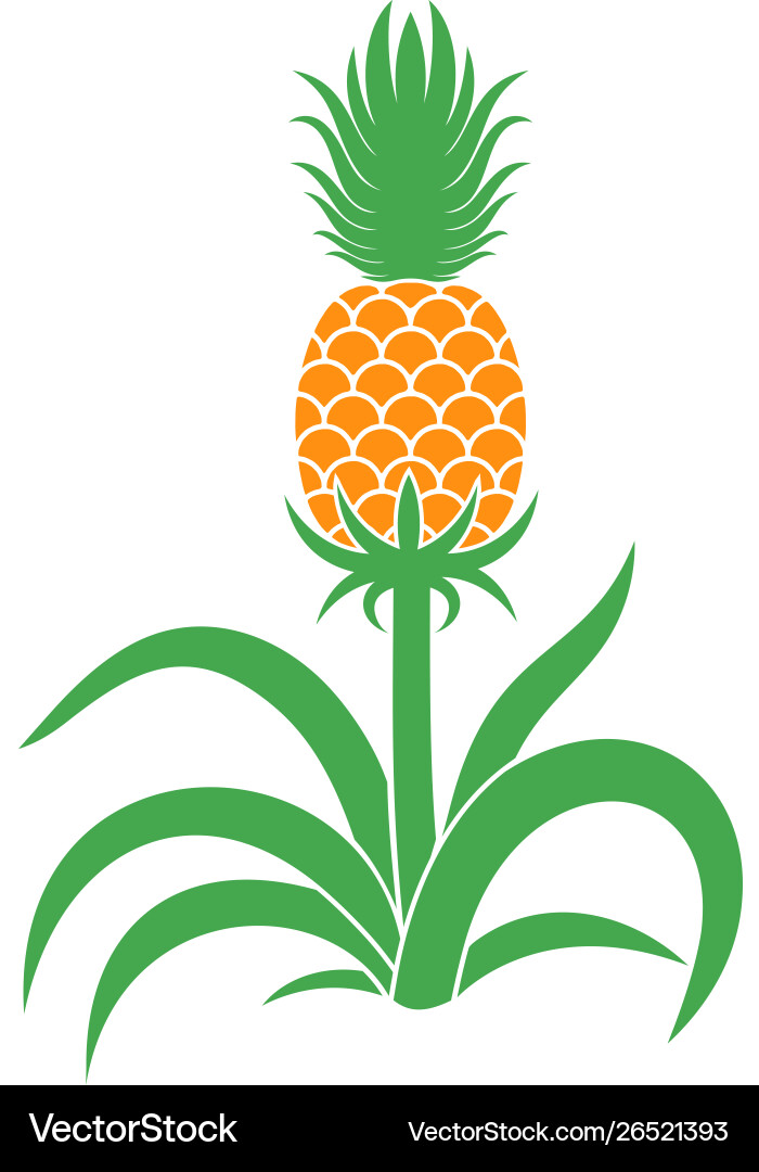 Pineapple plant Royalty Free Vector Image - VectorStock
