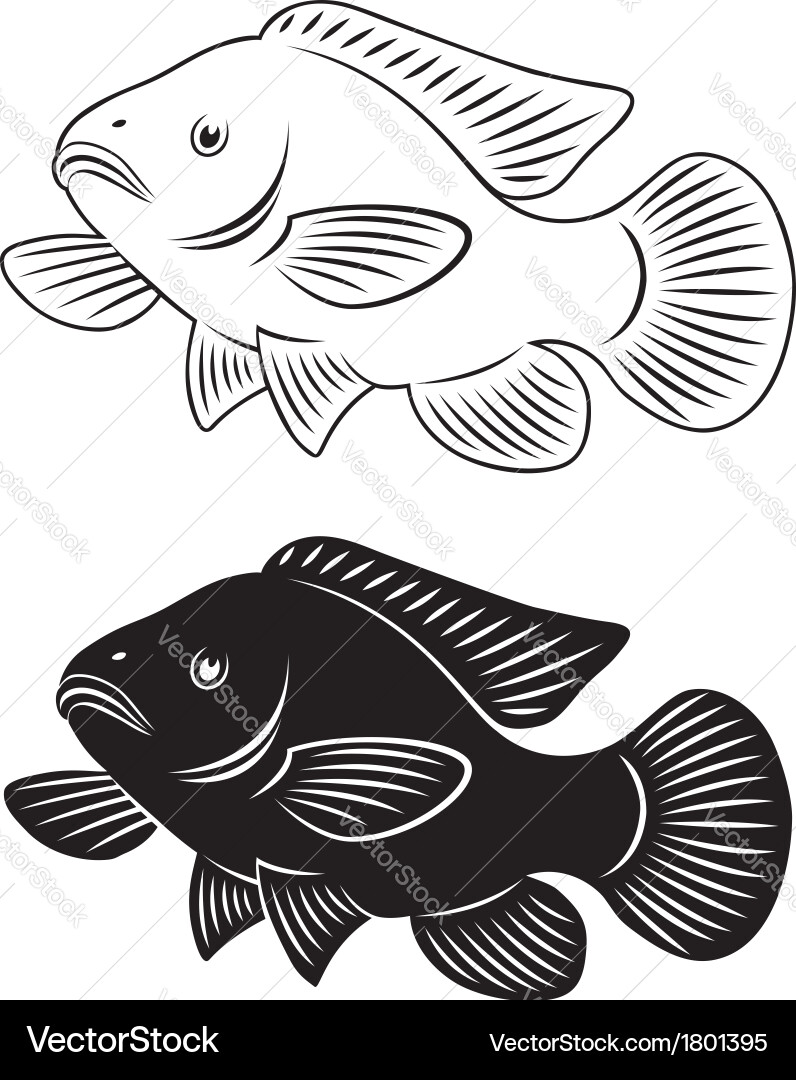 Tilapia fish Royalty Free Vector Image - VectorStock