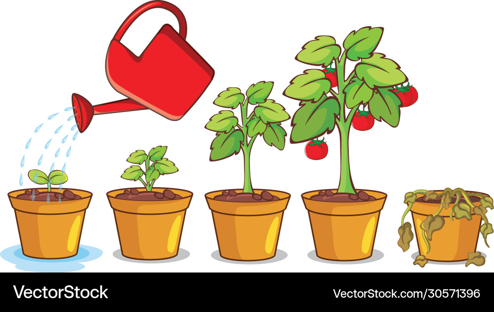 Diagram showing how plant grows from seed to tree Vector Image