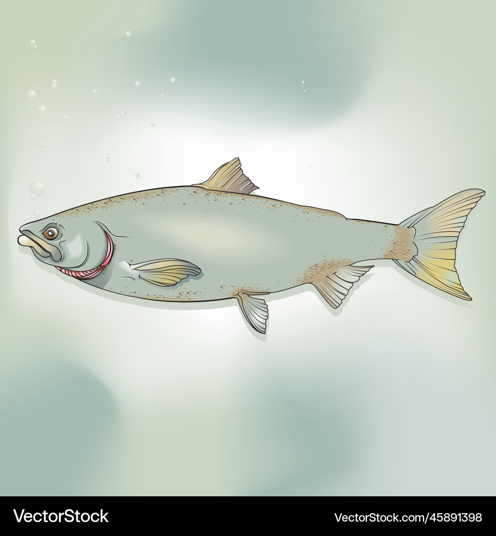 Big fish Royalty Free Vector Image - VectorStock