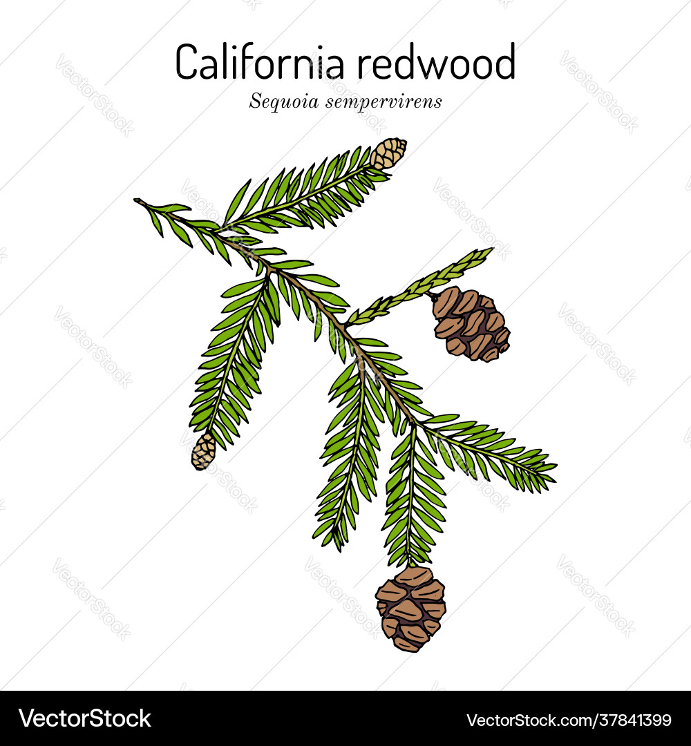 Coastal redwood sequoia sempervirens state tree Vector Image
