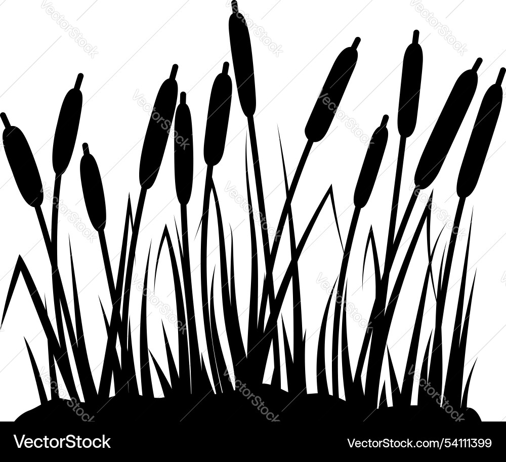 Reed silhouettes on white background Royalty Free Vector