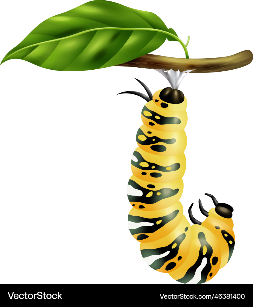 Butterfly Life Cycle Clipart Butterfly Life Cycle Vector Butterfly