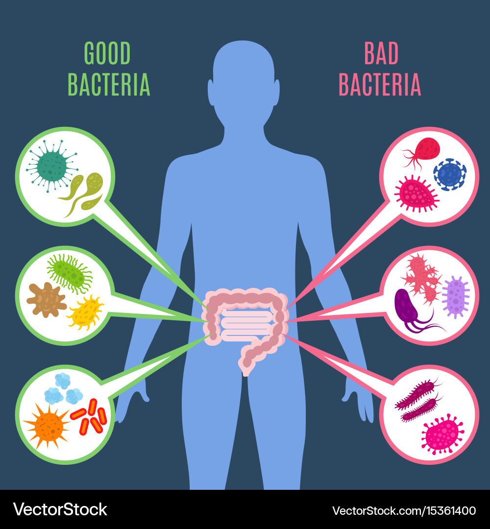 Intestinal flora gut health concept Royalty Free Vector