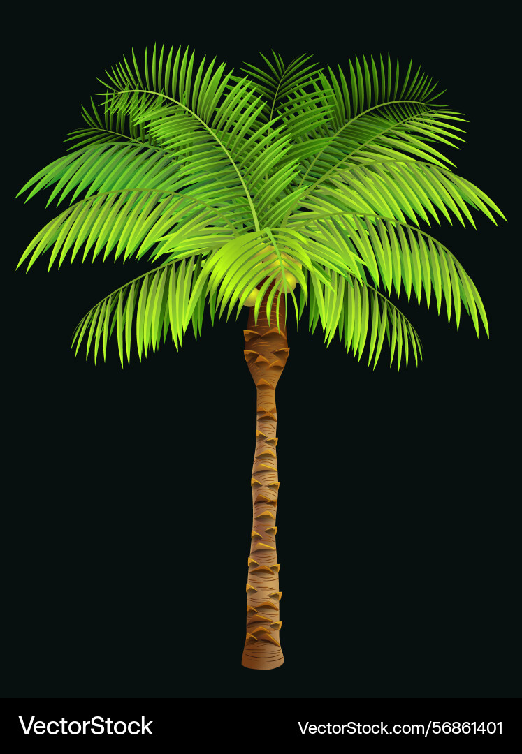 Coconut palm tree Royalty Free Vector Image - VectorStock