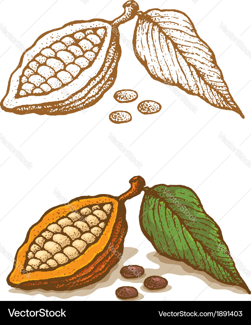 Cocoa Royalty Free Vector Image - VectorStock