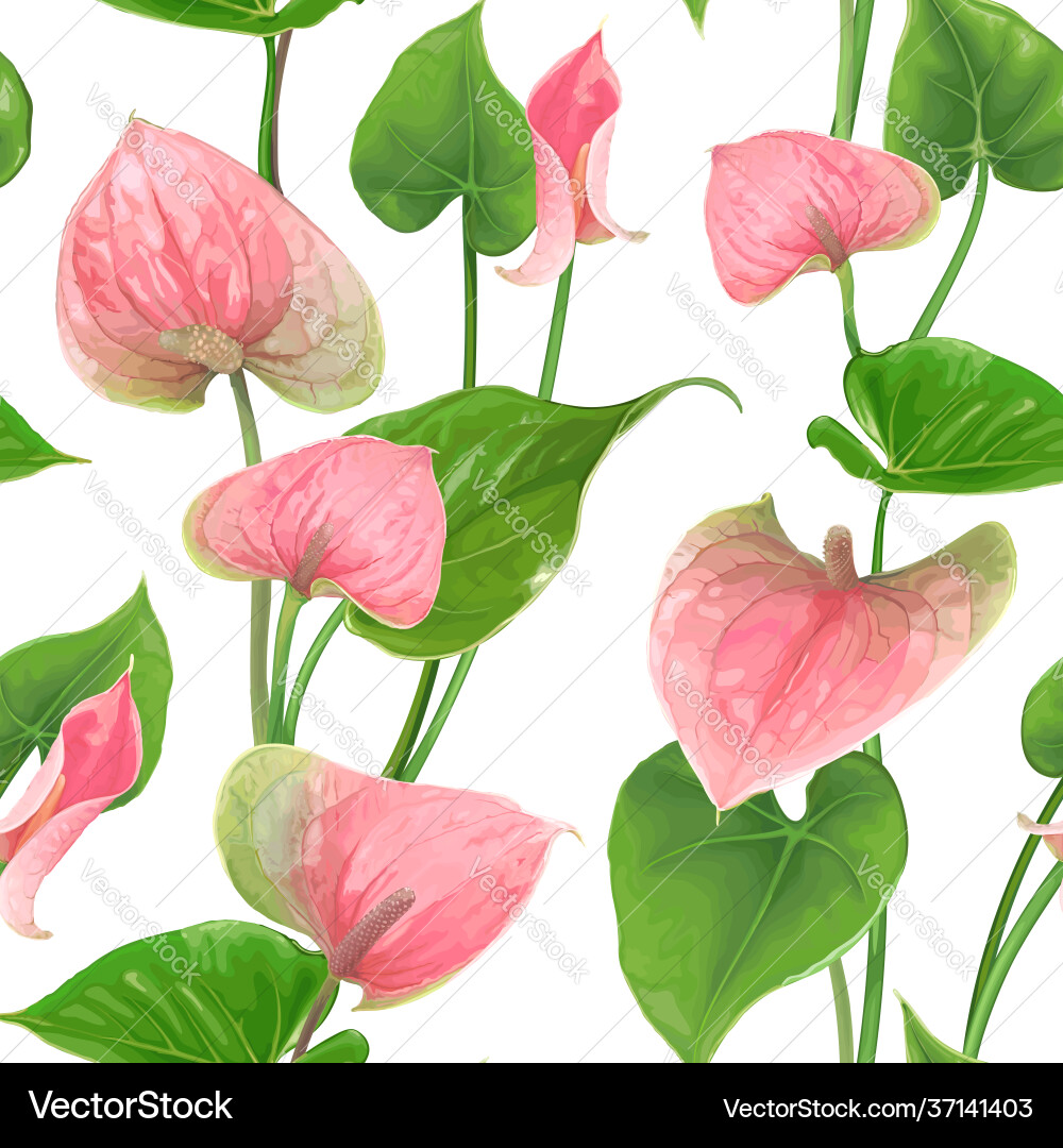 Floral seamless pattern with anthurium flowers Vector Image