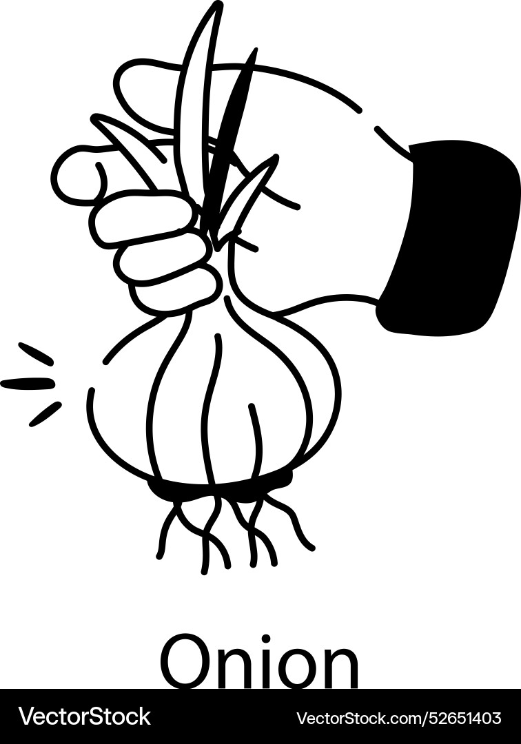 Onion Royalty Free Vector Image - VectorStock