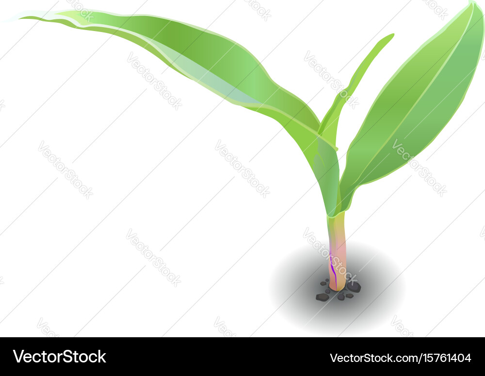 Maize Royalty Free Vector Image - VectorStock