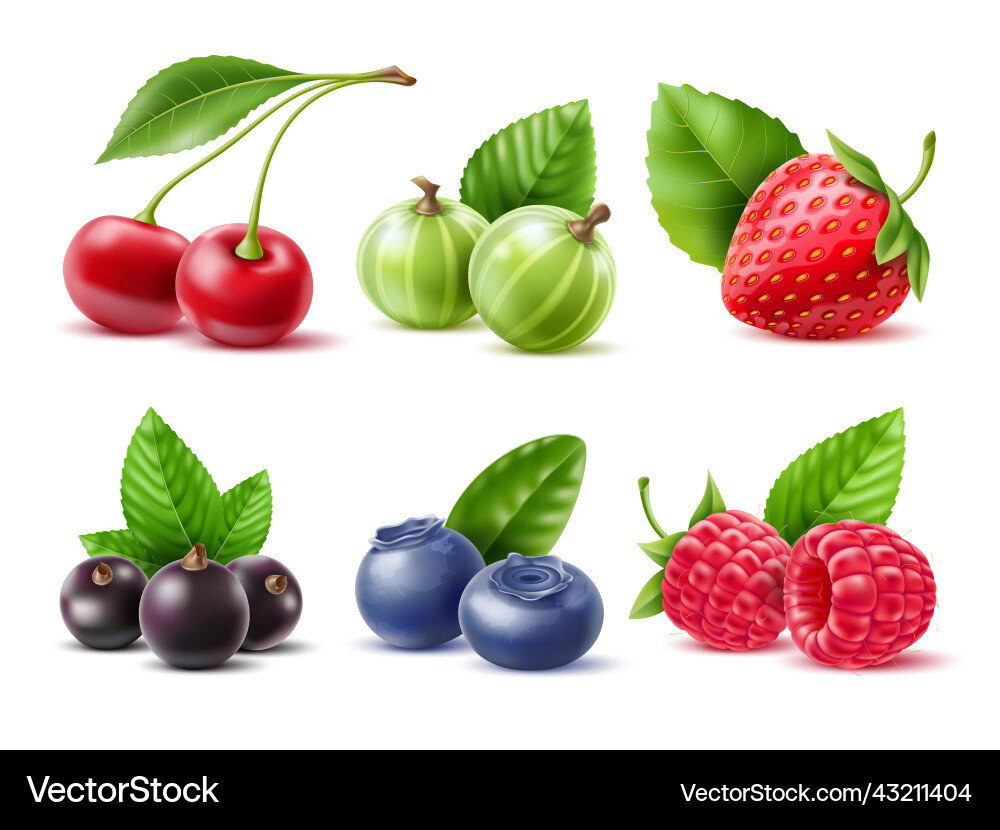 Realistic berries different seasonal Royalty Free Vector