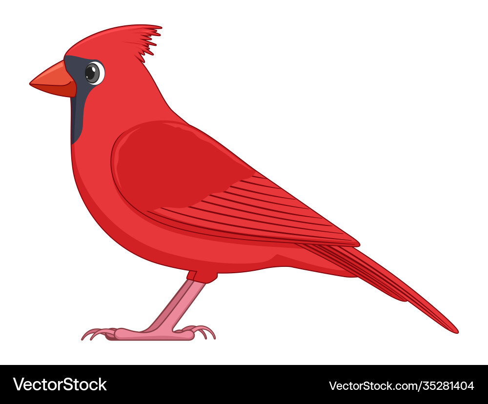 Red cardinal bird on a white background Royalty Free Vector