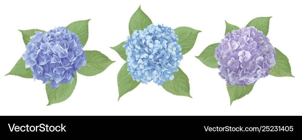 Blue Purple Hydrangea Flowers Royalty Free Vector Image