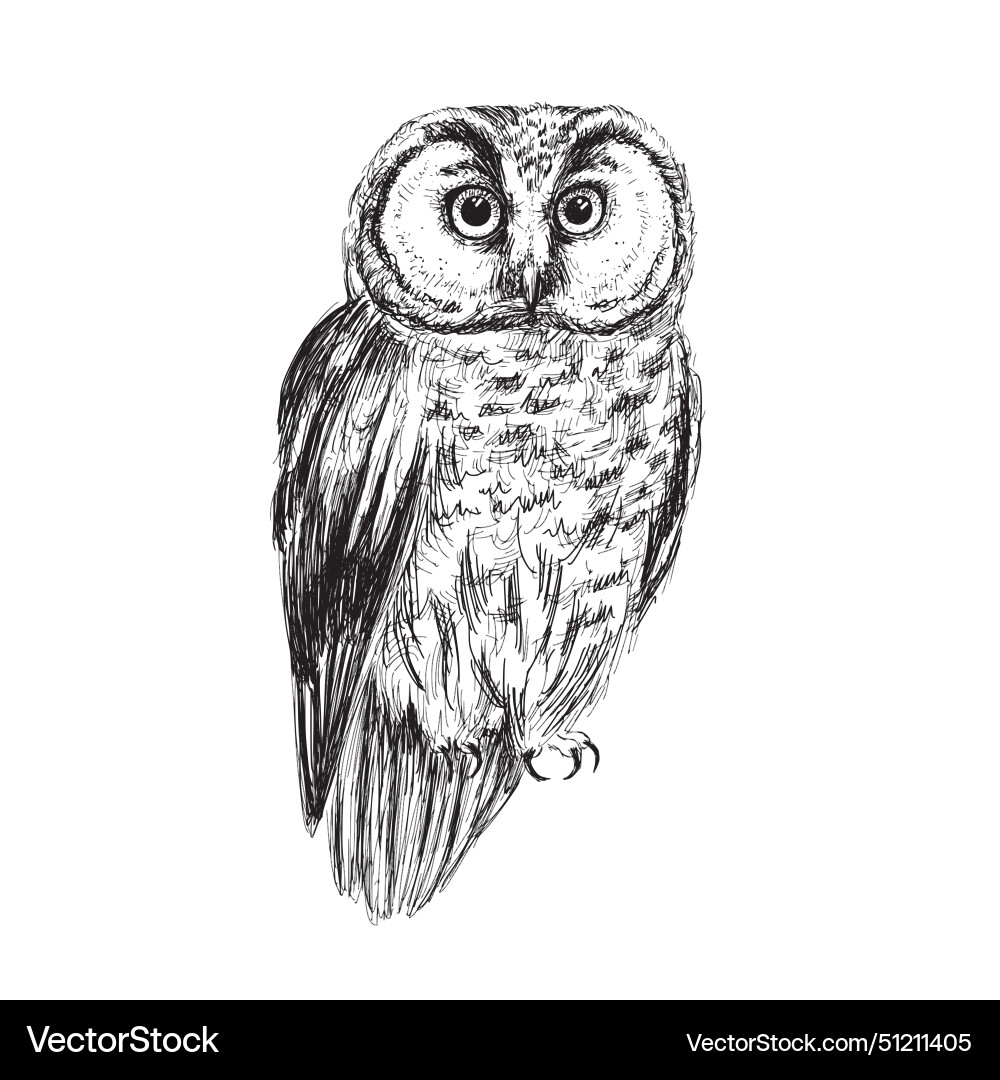 Boreal owl sketch isolated on white background Vector Image