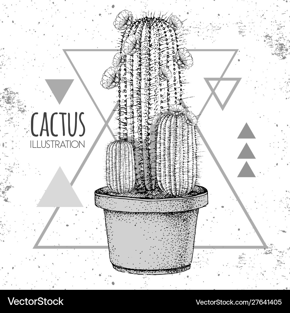 Hand drawing cactus Royalty Free Vector Image - VectorStock