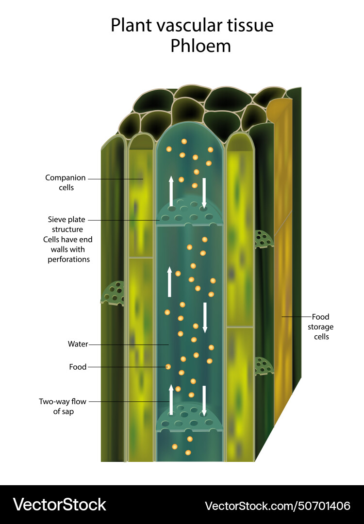 Plant vascular tissue phloem cross section Vector Image
