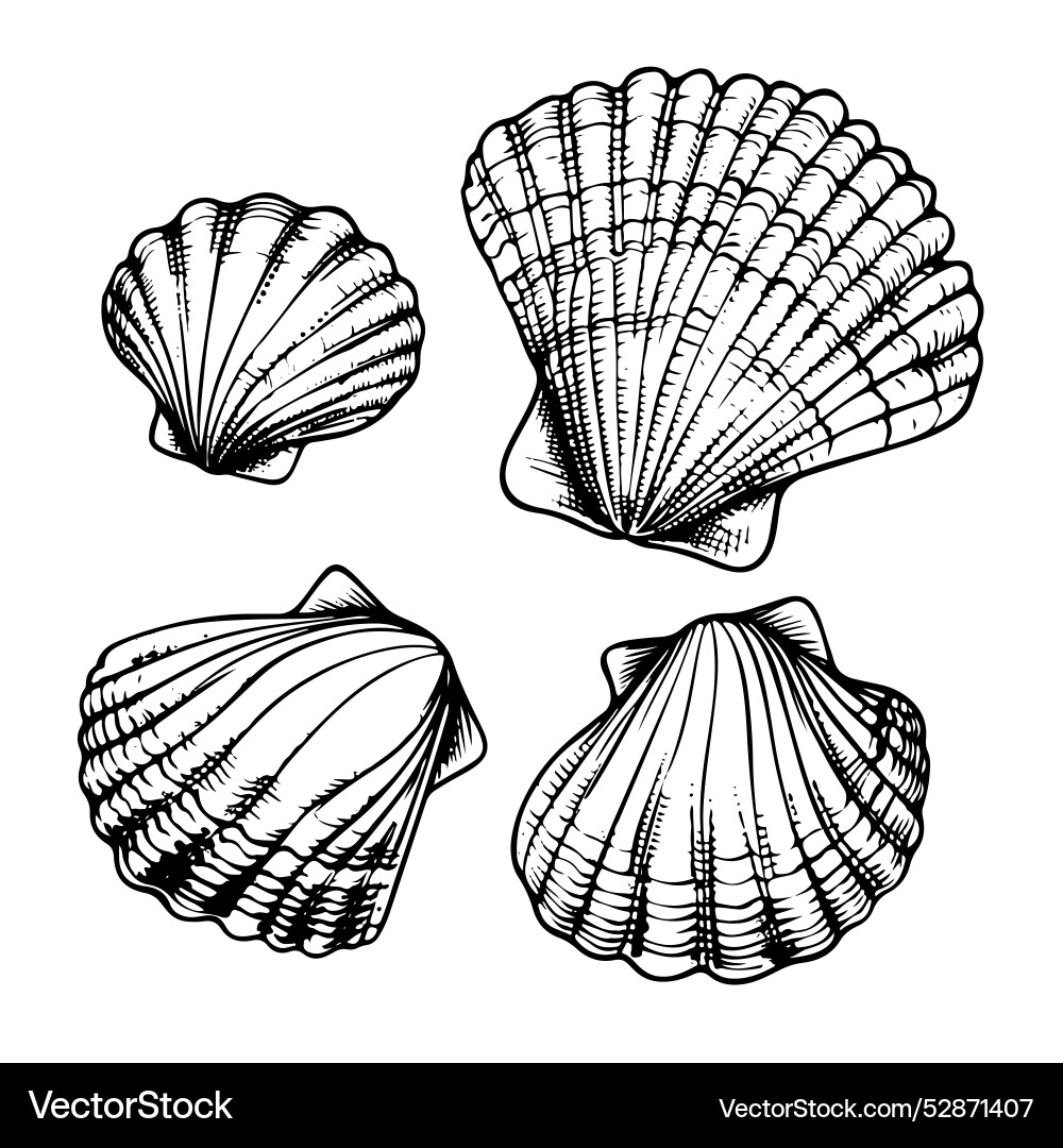Seashell outline seashells set hand Royalty Free Vector