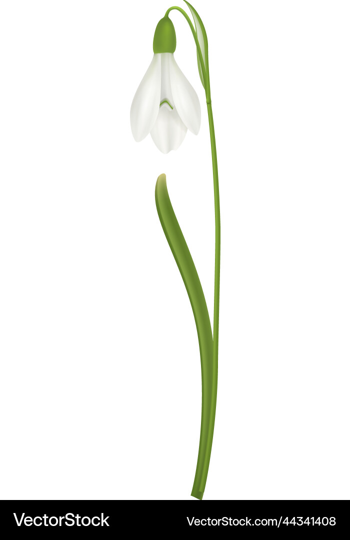 Realistic snowdrop Royalty Free Vector Image - VectorStock