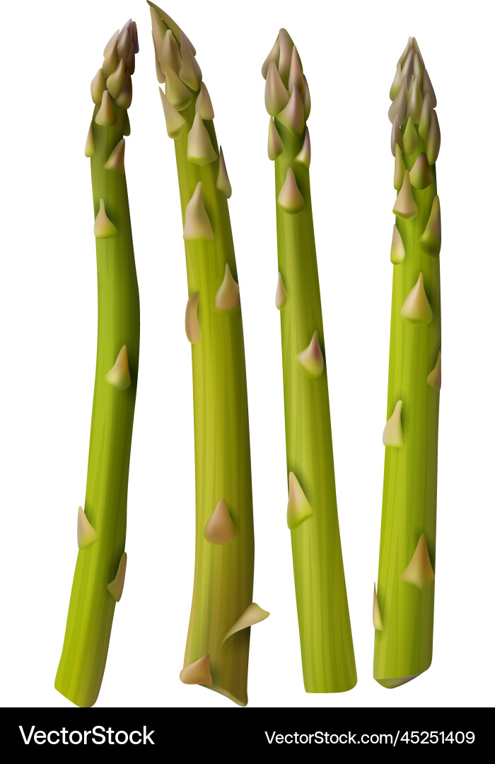 Asparagus realistic Royalty Free Vector Image - VectorStock
