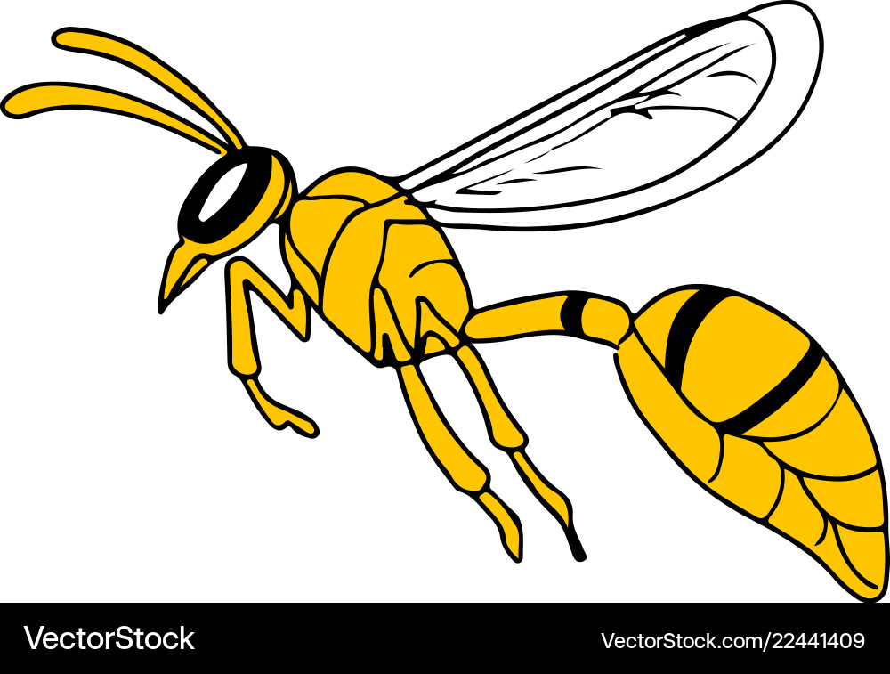 Wasp flying drawing Royalty Free Vector Image - VectorStock