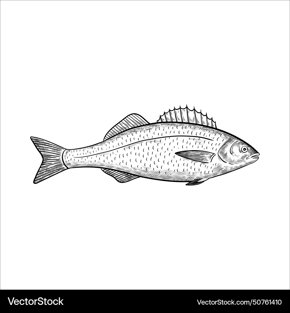 Sea bass fish isolated design element in black Vector Image