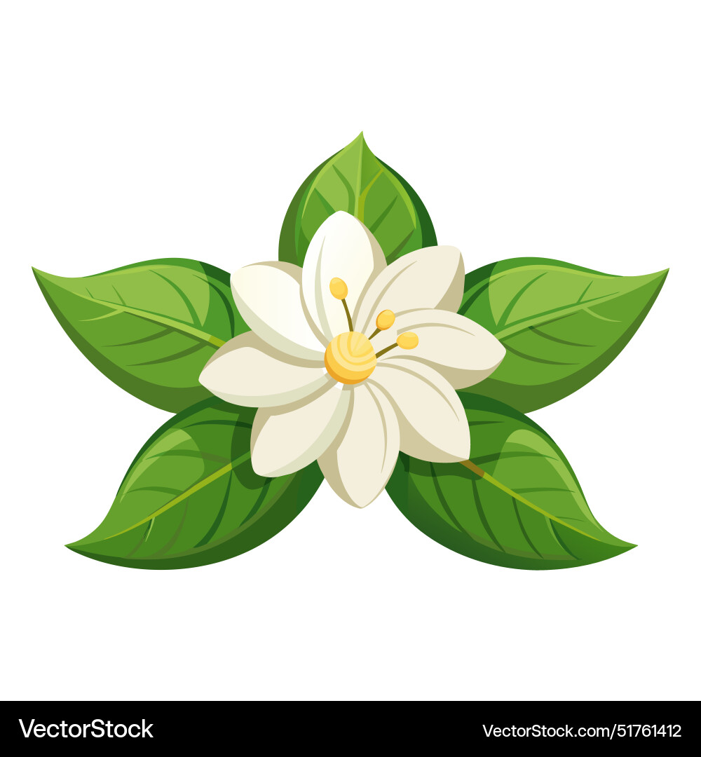 Arabian jasmine flower flat Royalty Free Vector Image