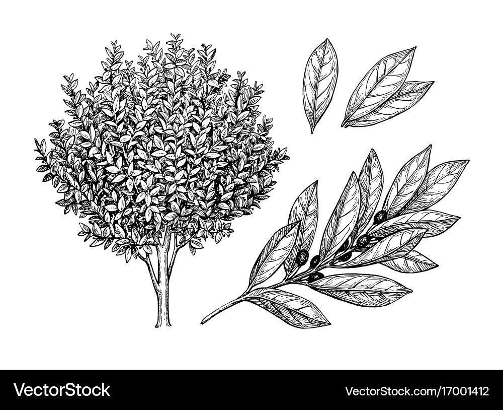 Bay laurel tree branch and leaves Royalty Free Vector Image