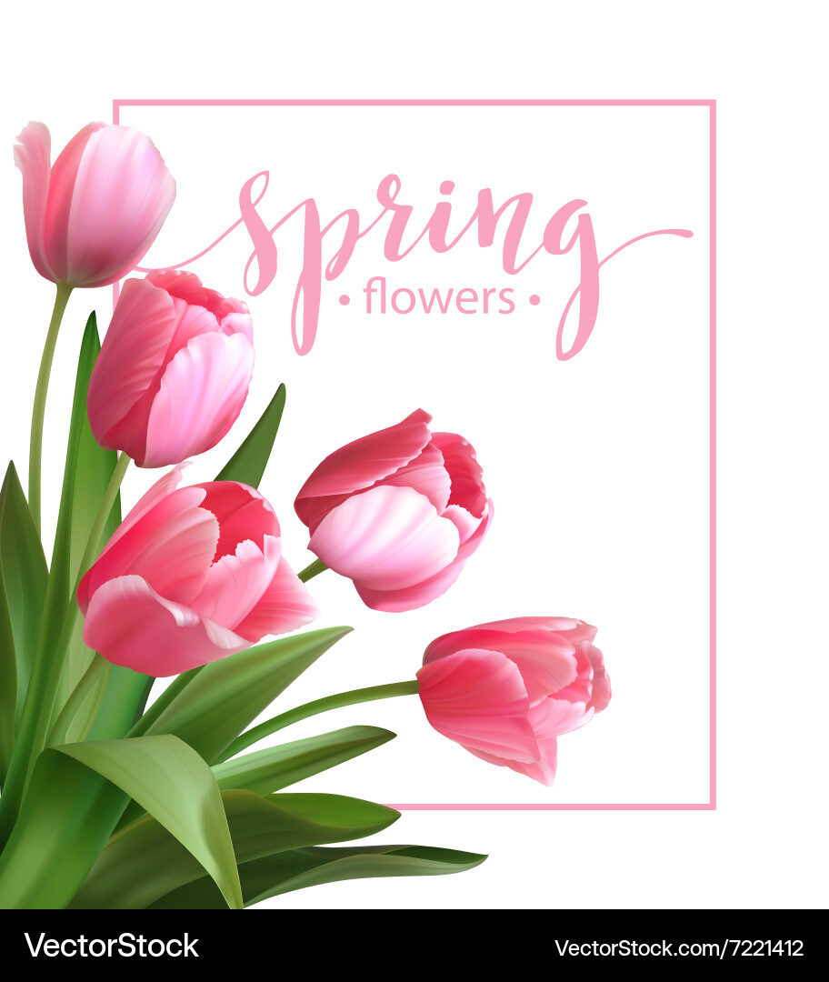 Spring text with tulip flower Royalty Free Vector Image