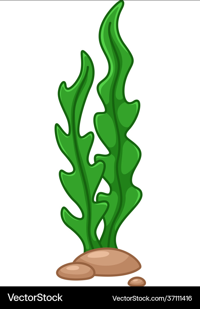 Cartoon seaweed isolated on white background Vector Image
