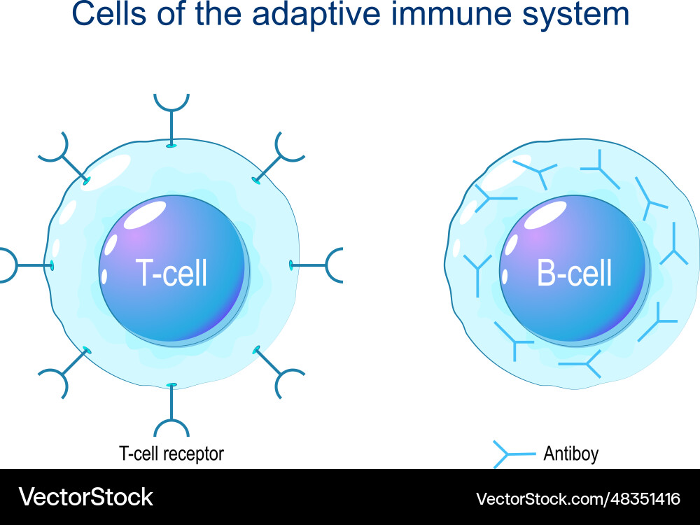 T-Cells and B-Cells: Adaptive Immunity – Royalty-Free Vector | VectorStock