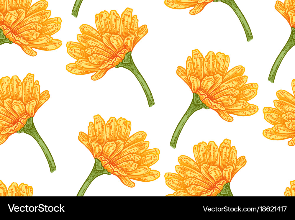 Calendula Floral Pattern Royalty Free Vector Image