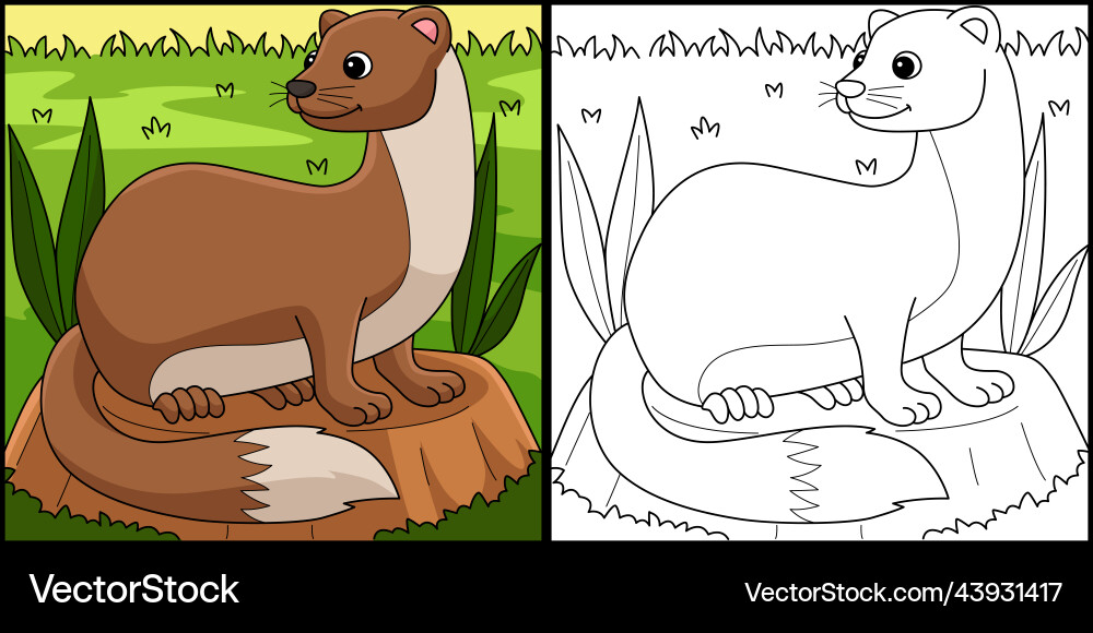 Weasel animal coloring page colored Royalty Free Vector
