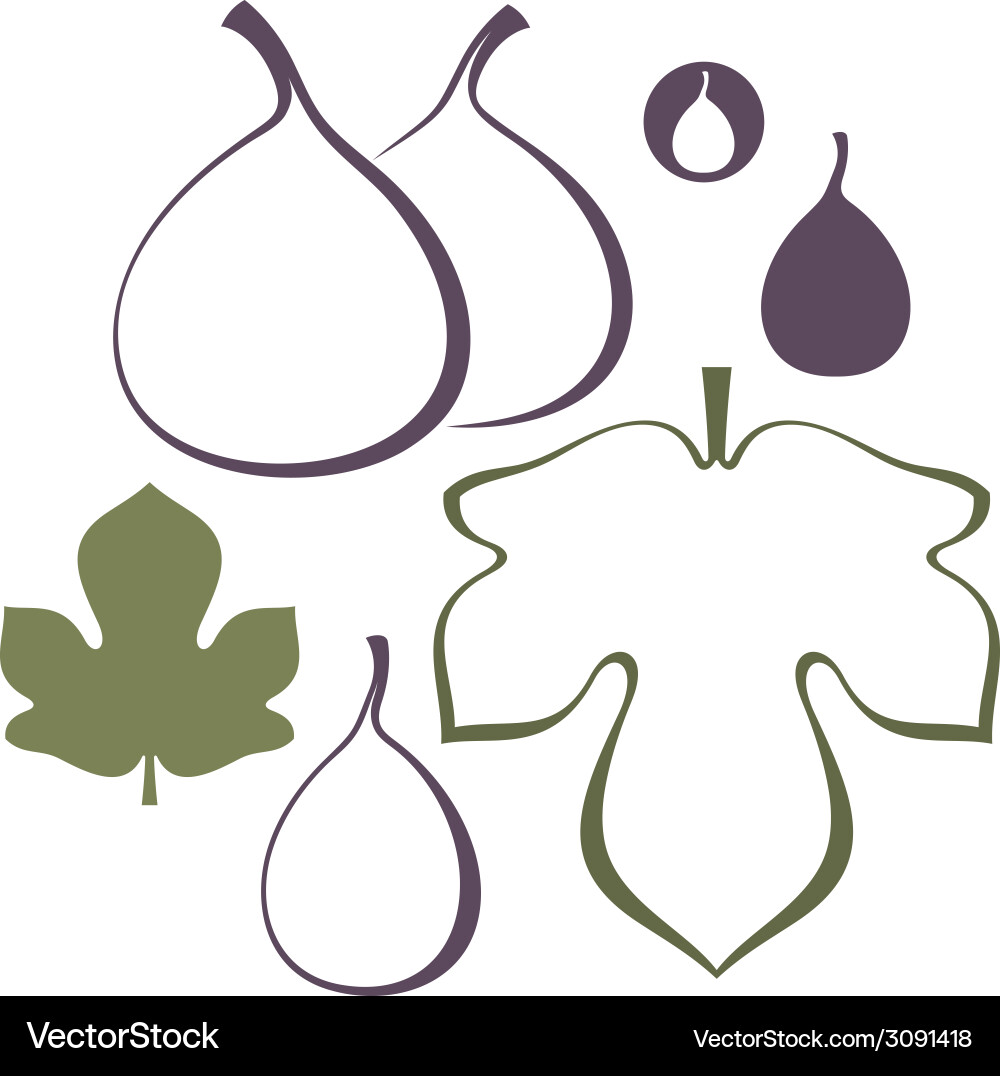 Fig set Royalty Free Vector Image - VectorStock