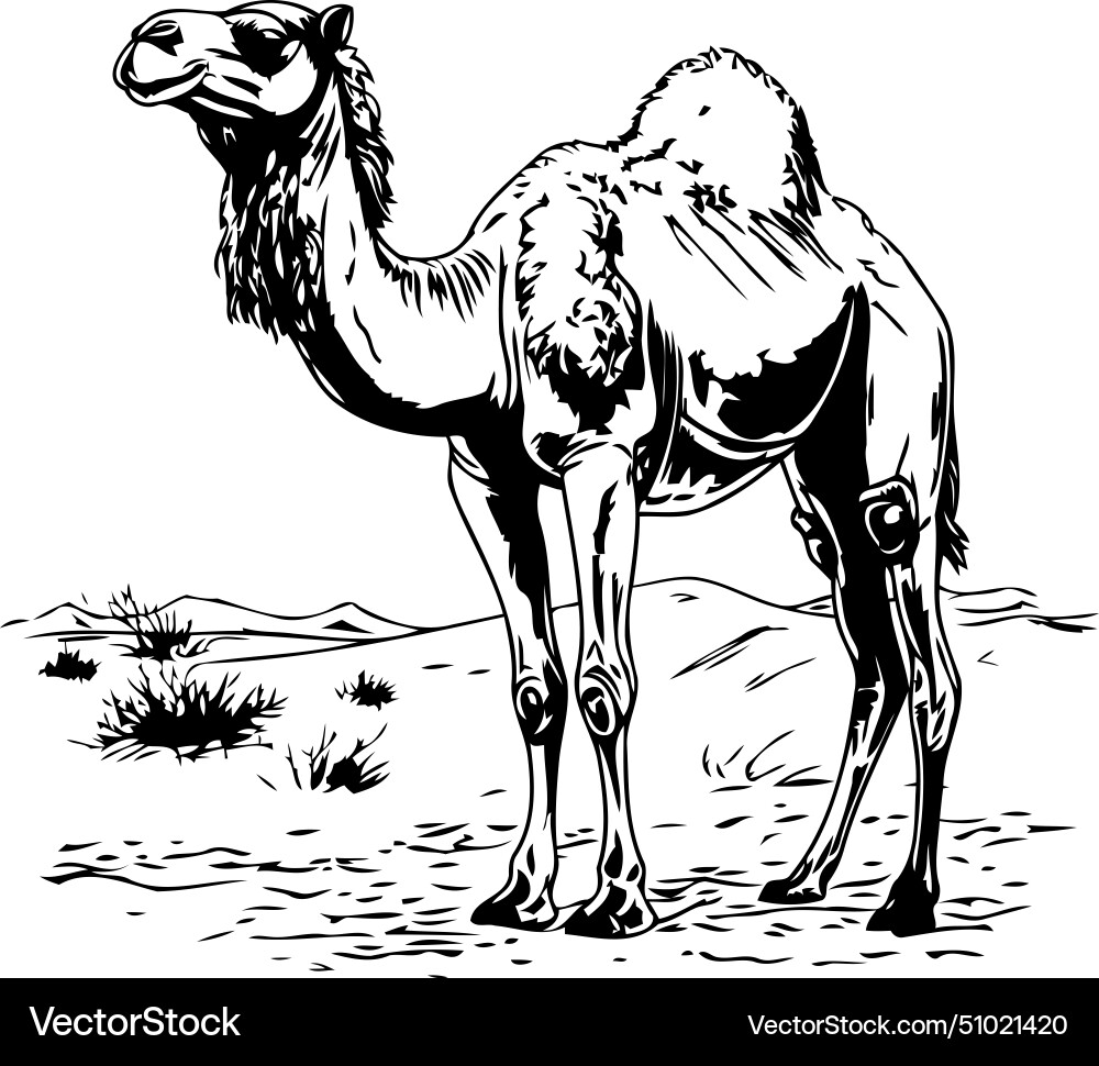 Camel in the desert Royalty Free Vector Image - VectorStock
