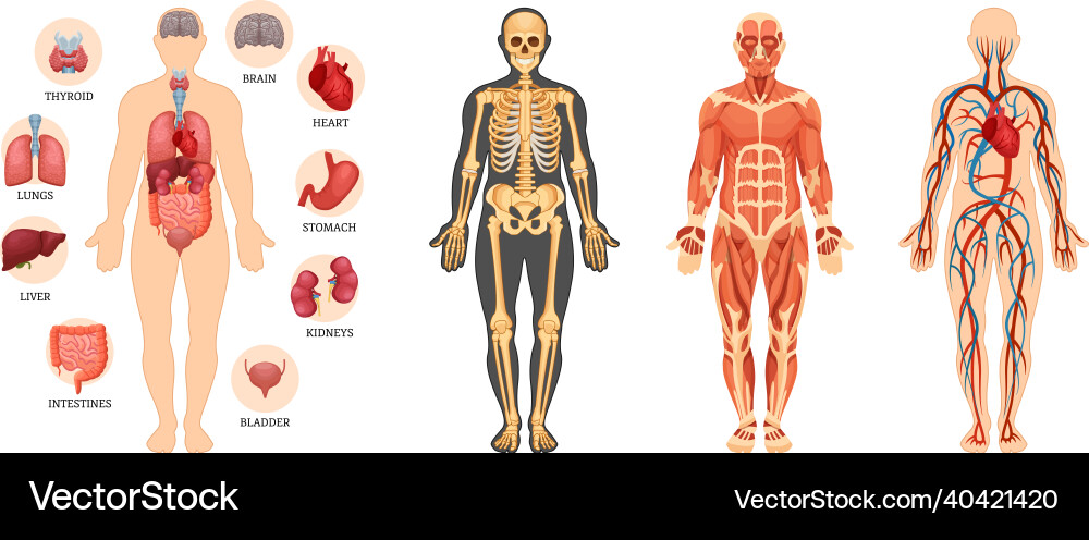 Human Anatomy - Internal Organs Scheme Royalty Free Vector