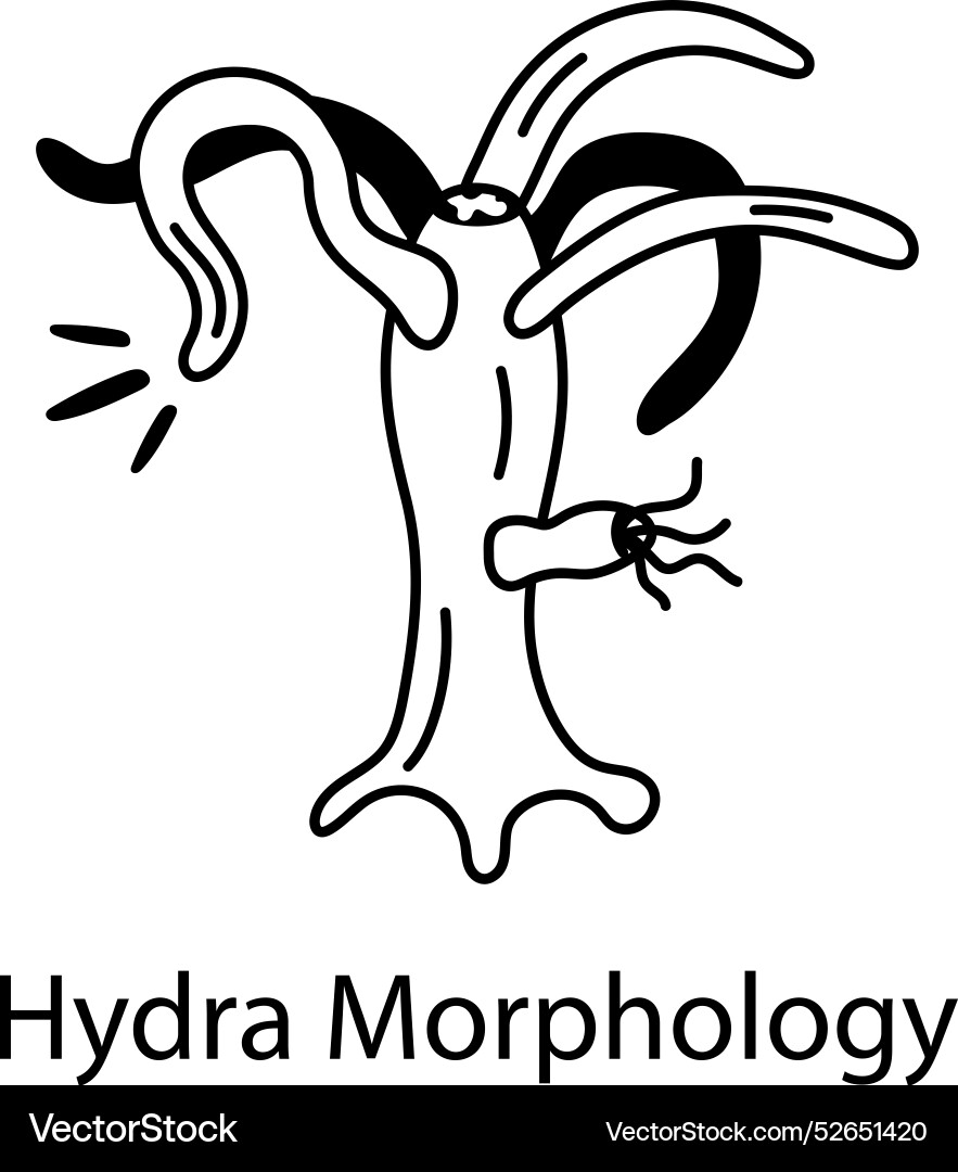 Hydra morphology Royalty Free Vector Image - VectorStock