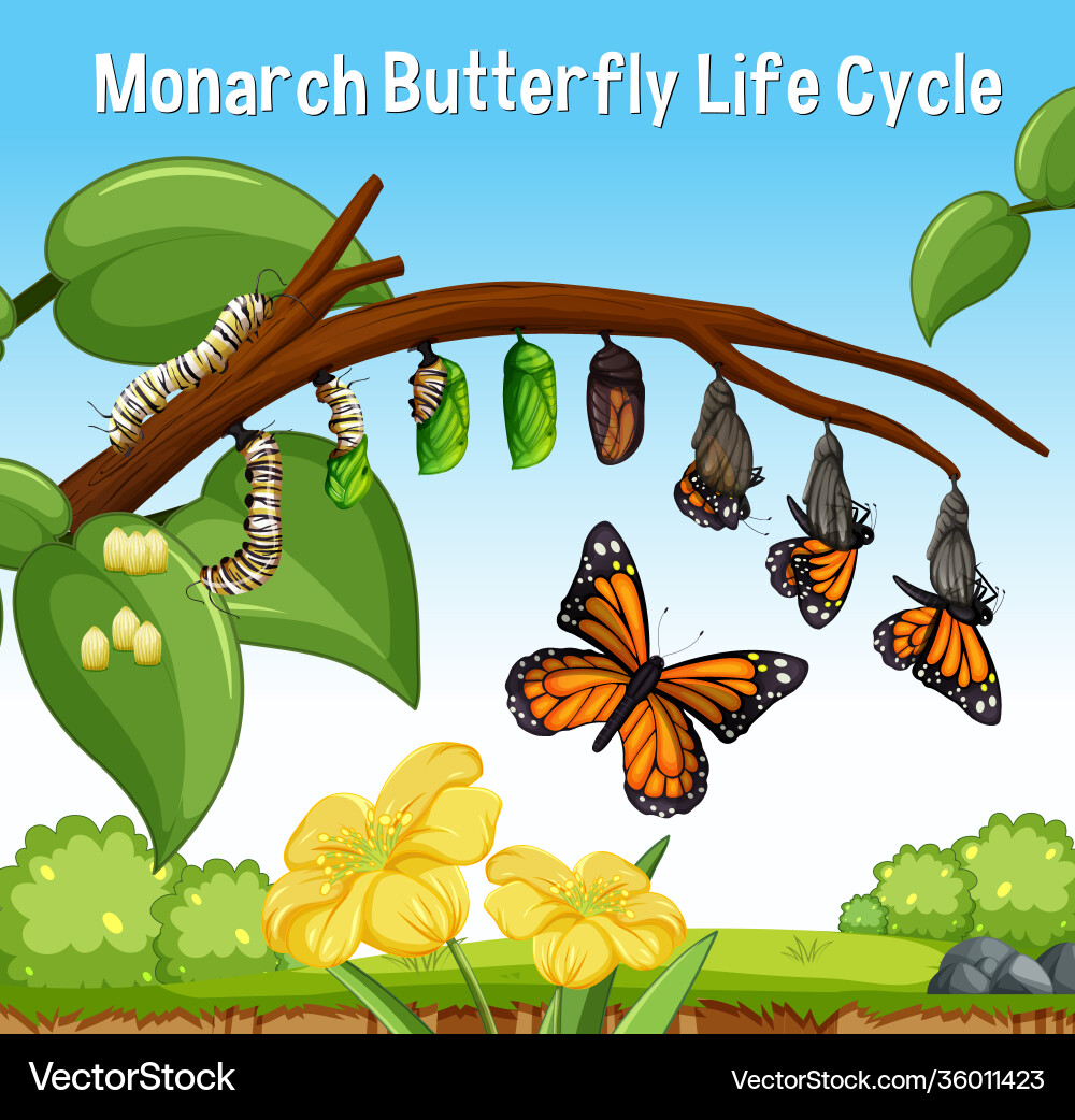 Life Cycle Of A Butterfly Clipart