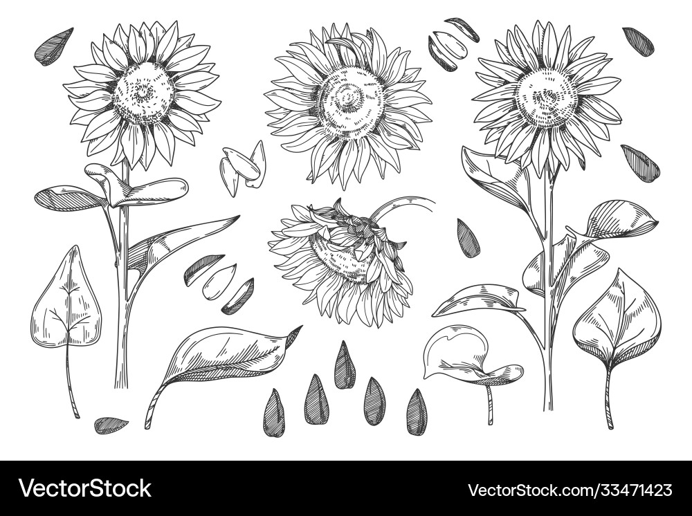 Sunflower Bud Vector Images (over 1,100)