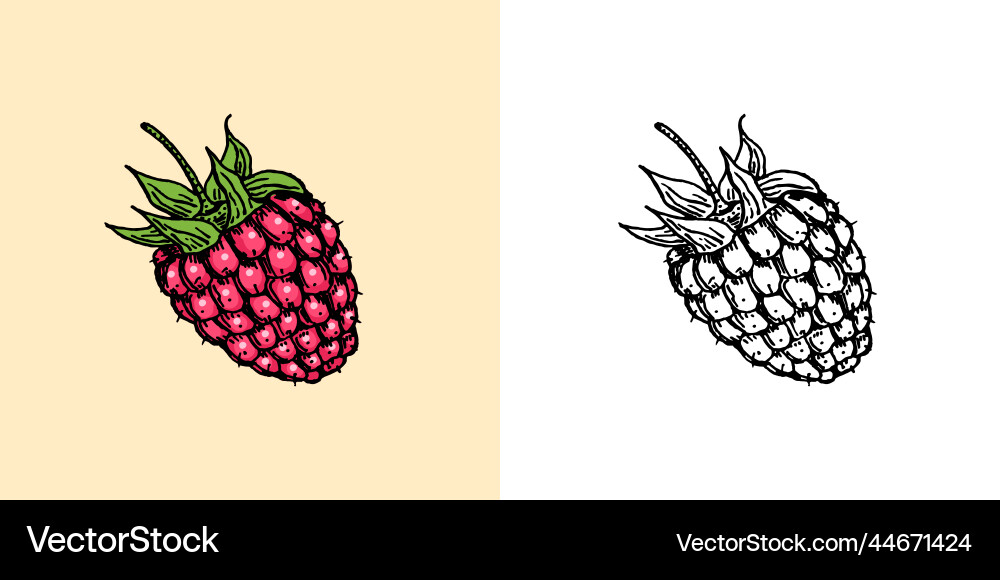 Raspberries in vintage style summer fruit Vector Image