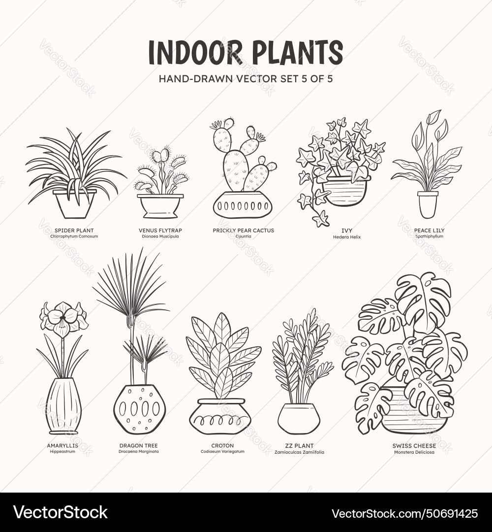 Indoor plants - lineart set 5 Royalty Free Vector Image