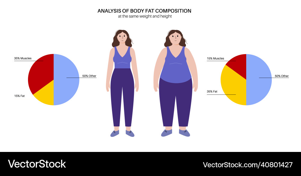 Body Fat & Muscle Analysis Royalty Free Vector Image