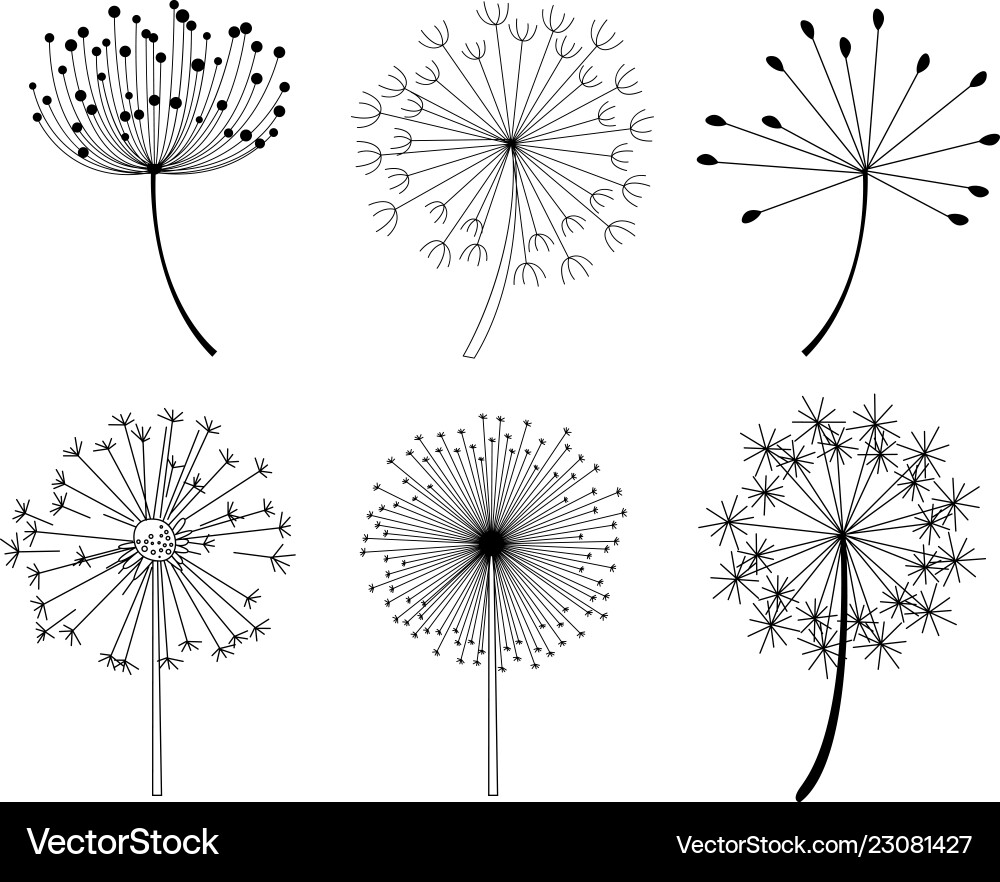 Dandelion Seed Set Royalty Free Vector Image - VectorStock